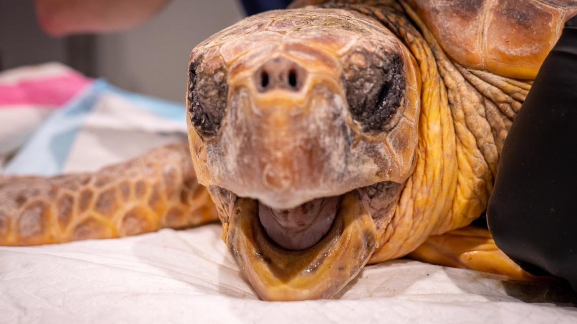 Smallest sea turtle, others rescued by Georgia Aquarium: Photos ...