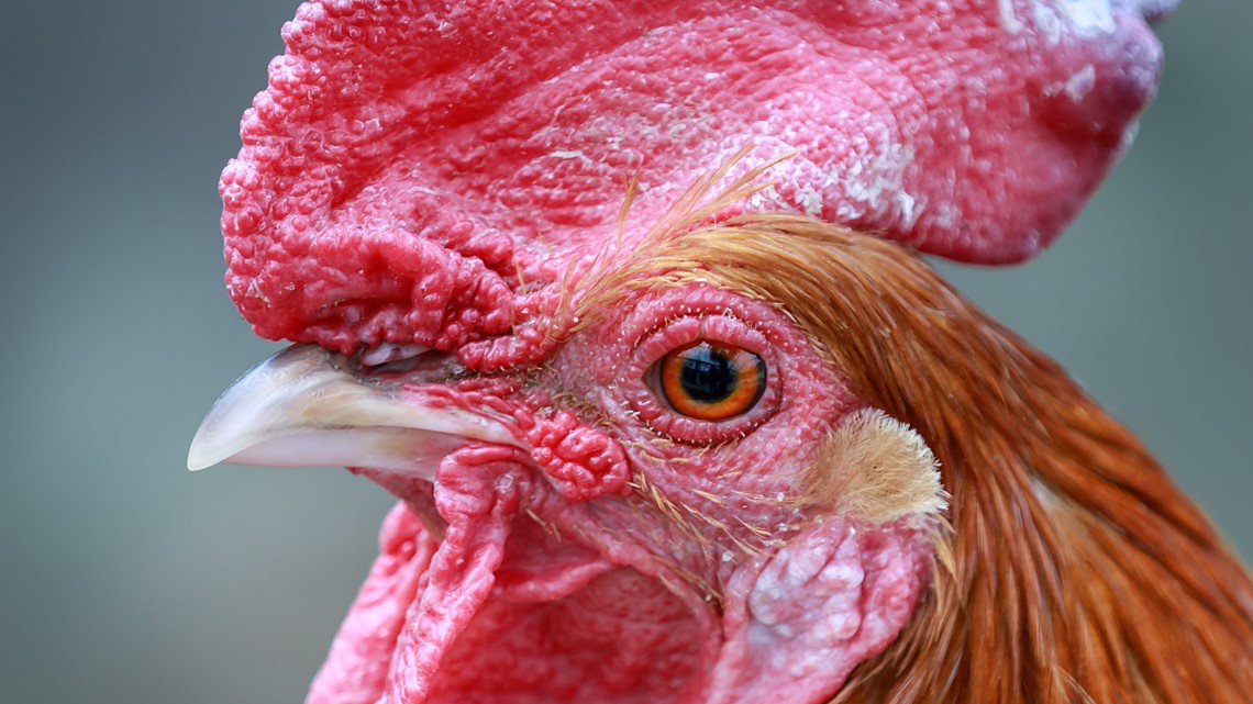 62-foot chicken topiary coming to Fitzgerald, Georgia | 11alive.com