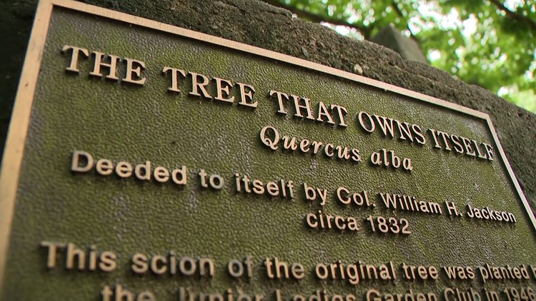 Athens tree that owns itself | 11alive.com