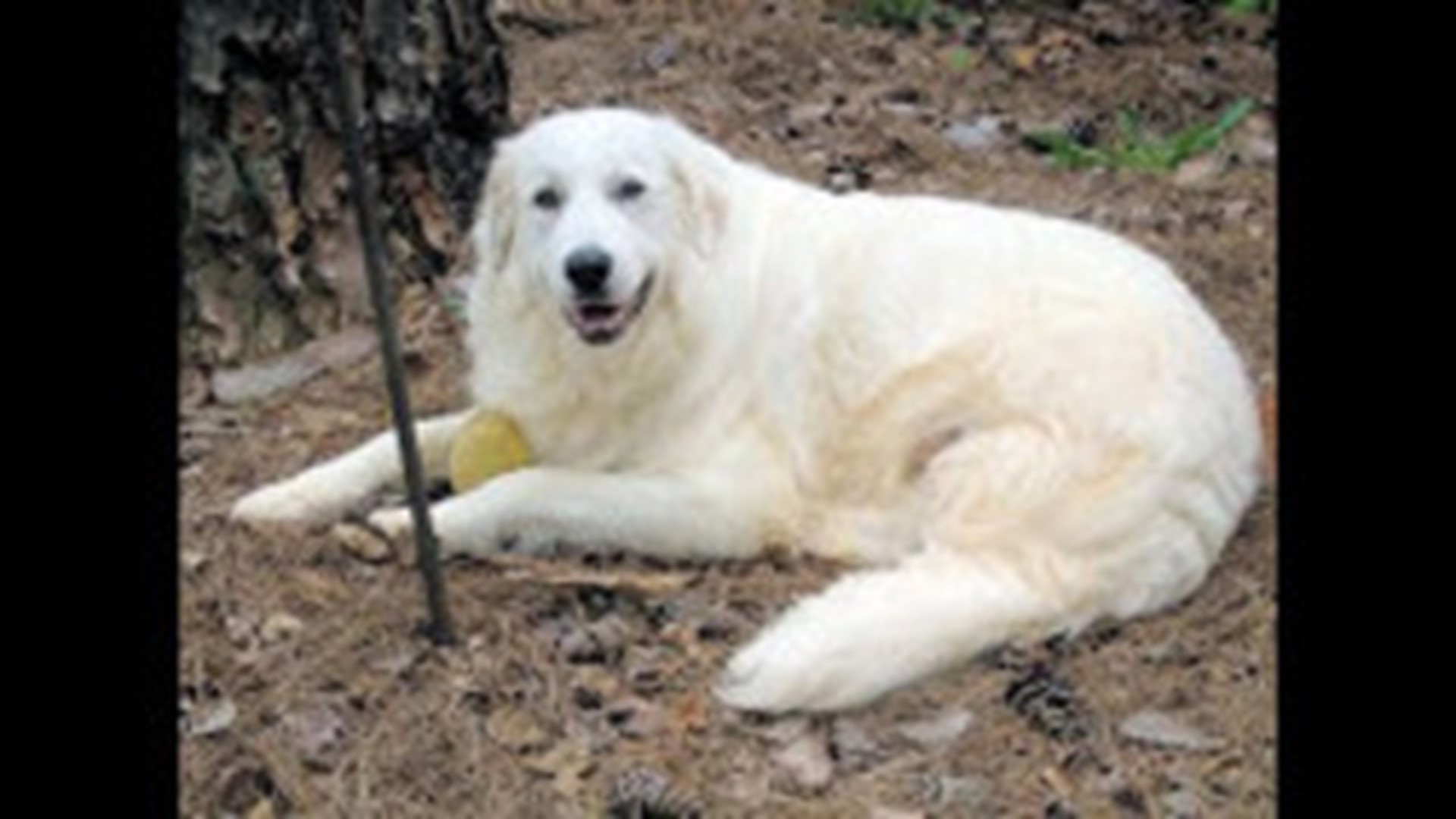 Abused Great Pyrenees are now thriving | 11alive.com