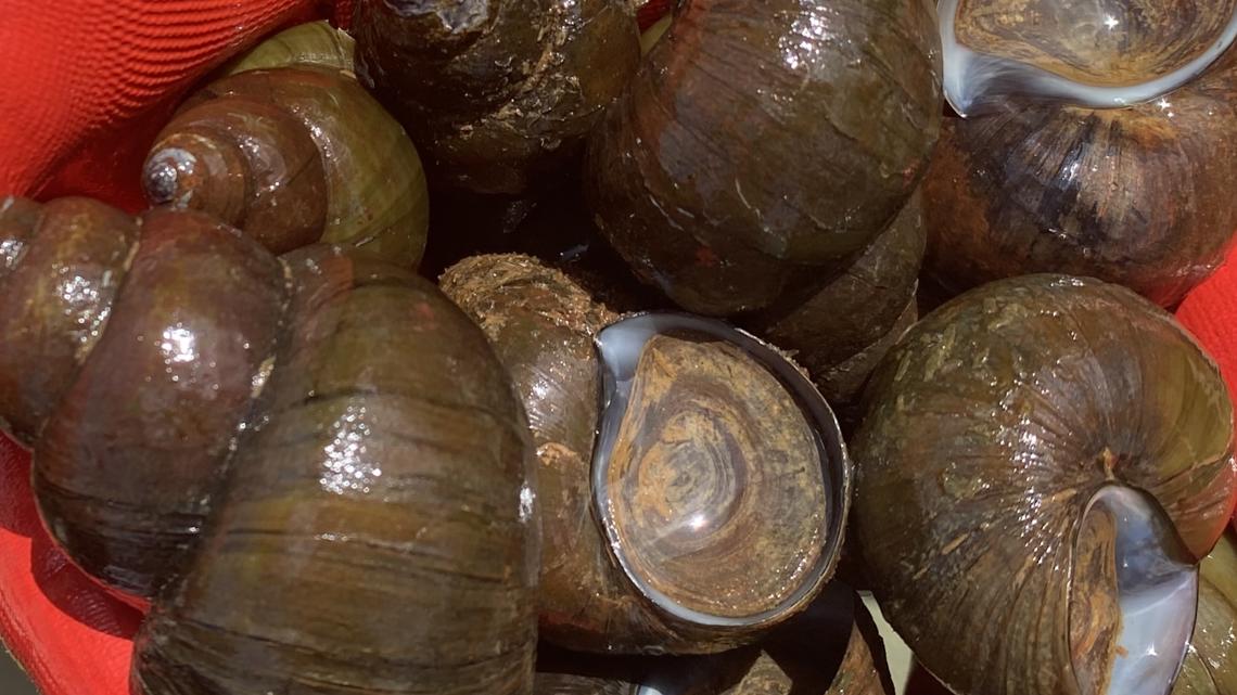 New invasive species in Georgia: snails | 11alive.com
