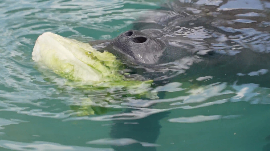 Chick-fil-A in Puerto Rico feeds local manatees with extra lettuce ...
