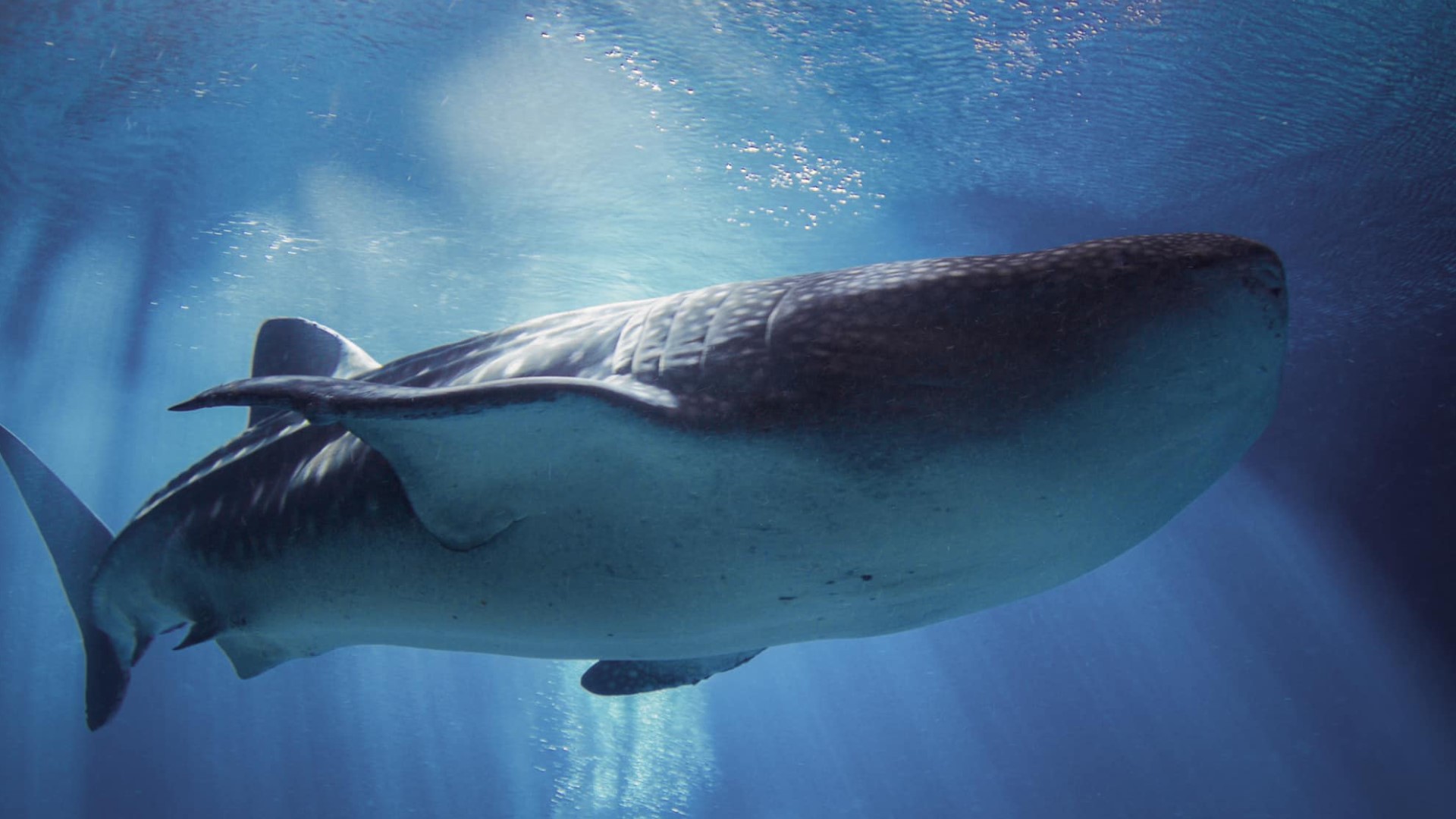 How did whale sharks get to Georgia Aquarium? Here’s the answer ...