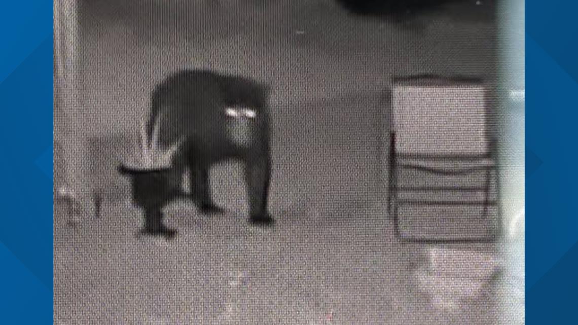 Black bear sightings increase in Georgia suburbs as officials urge ...
