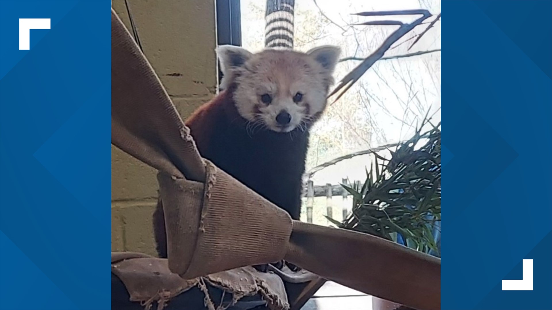 Zoo Atlanta welcomes red pandas Ruby and Rose | 11alive.com