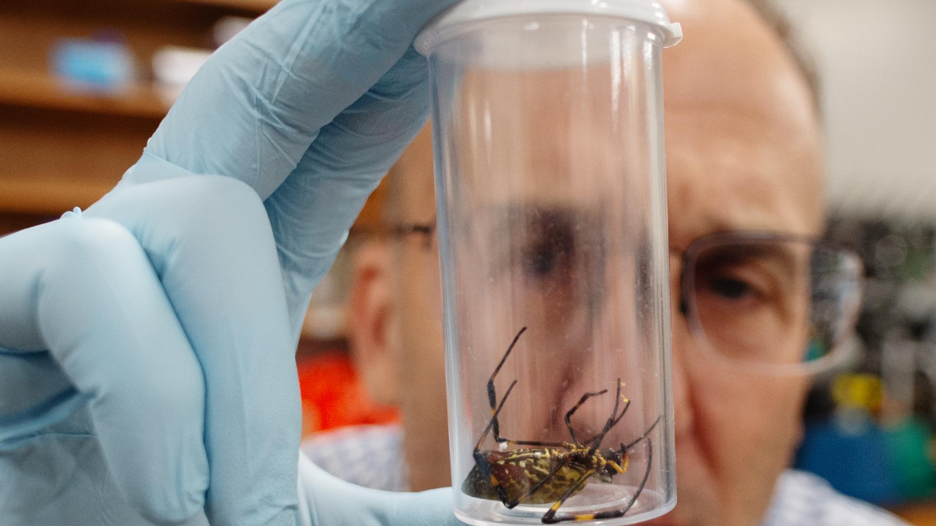 Georgia Gwinnett College finds bacteria in Joro spider | 11alive.com