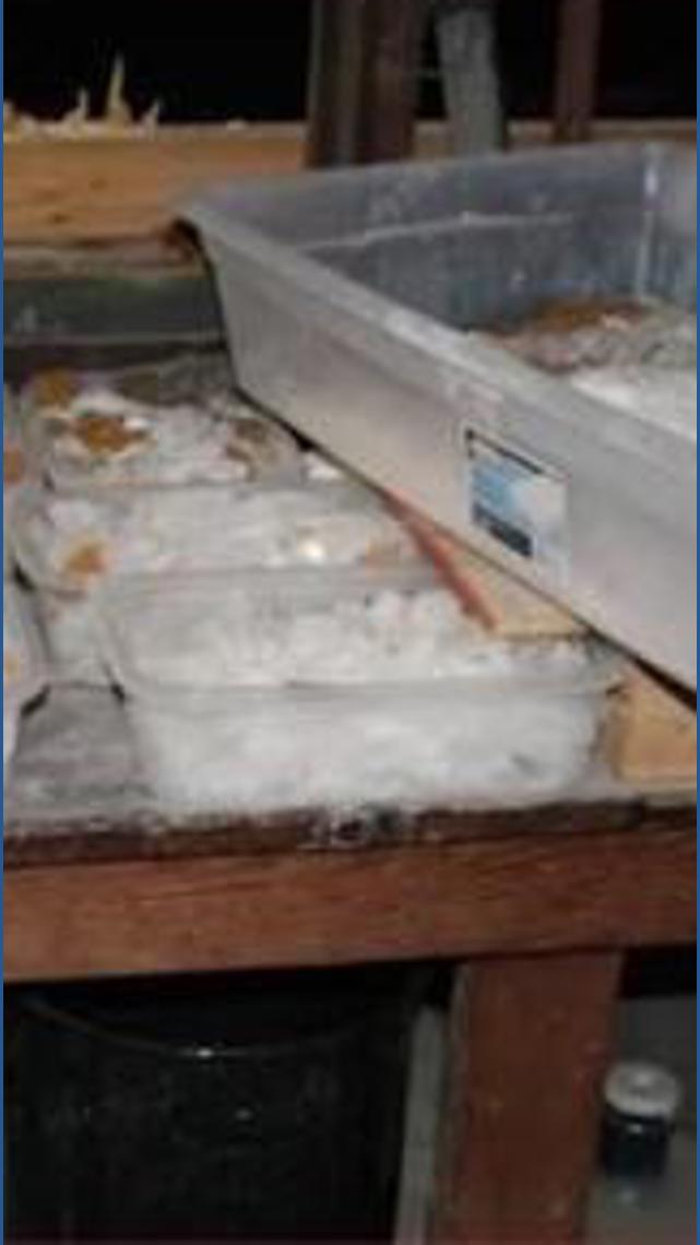 Major meth ring smuggling drugs in jalapeño boxes dismantled in Georgia ...