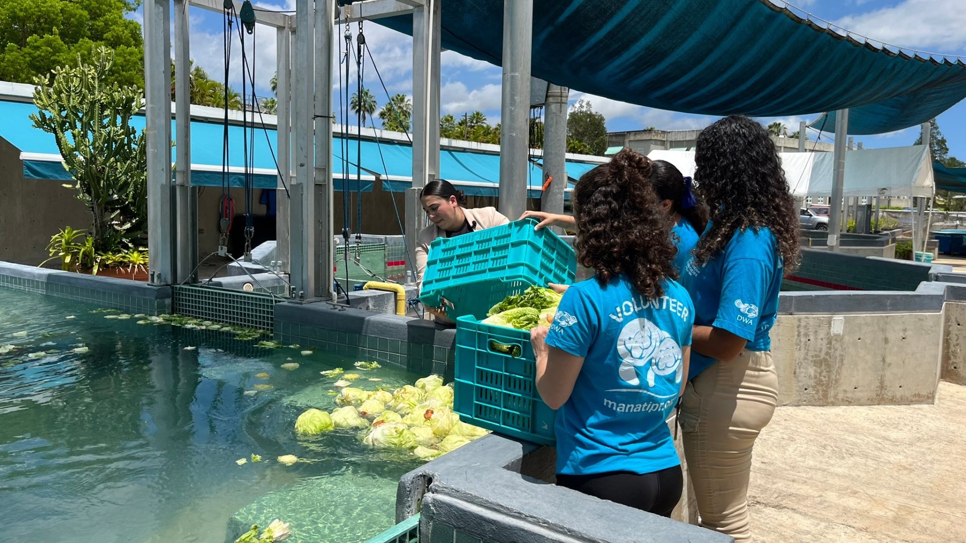 Chick-fil-A in Puerto Rico feeds local manatees with extra lettuce ...