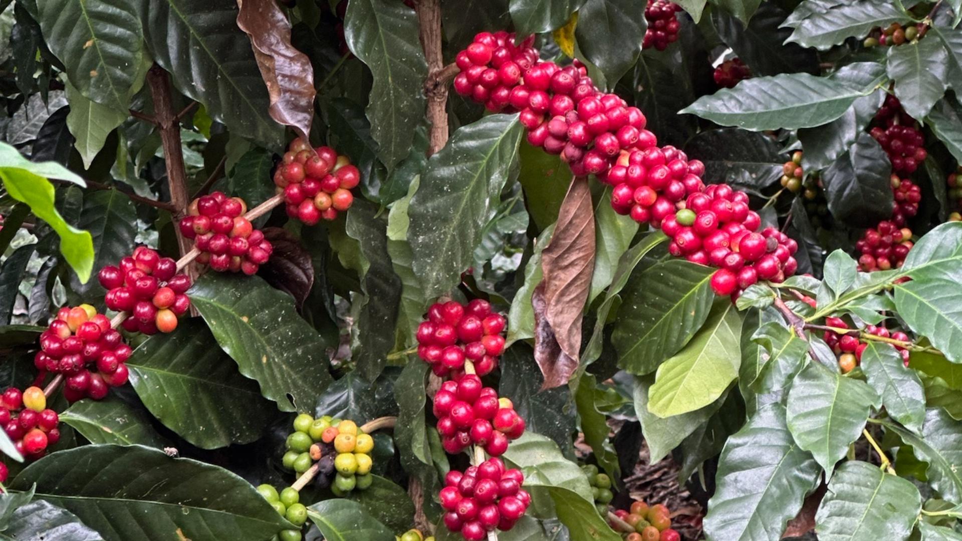 Farm to Cup: A look inside Canton-based coffee company's mission to ...