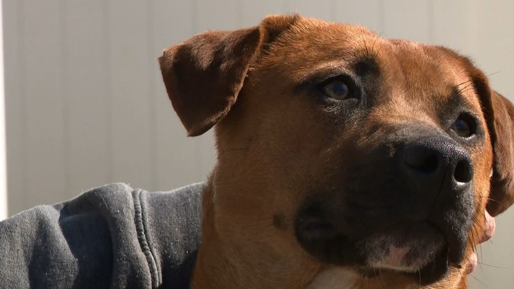 Animals held as evidence in DeKalb County, Georgia abuse cases ...