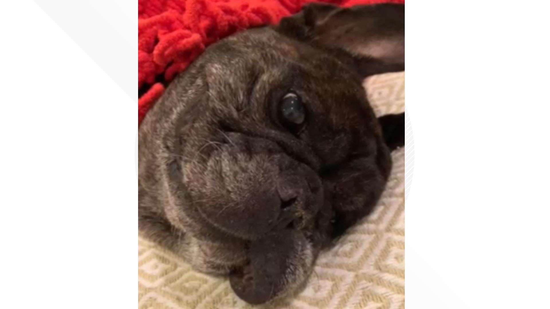 Pet investigation reaction to arthritis medication Librela | FDA ...