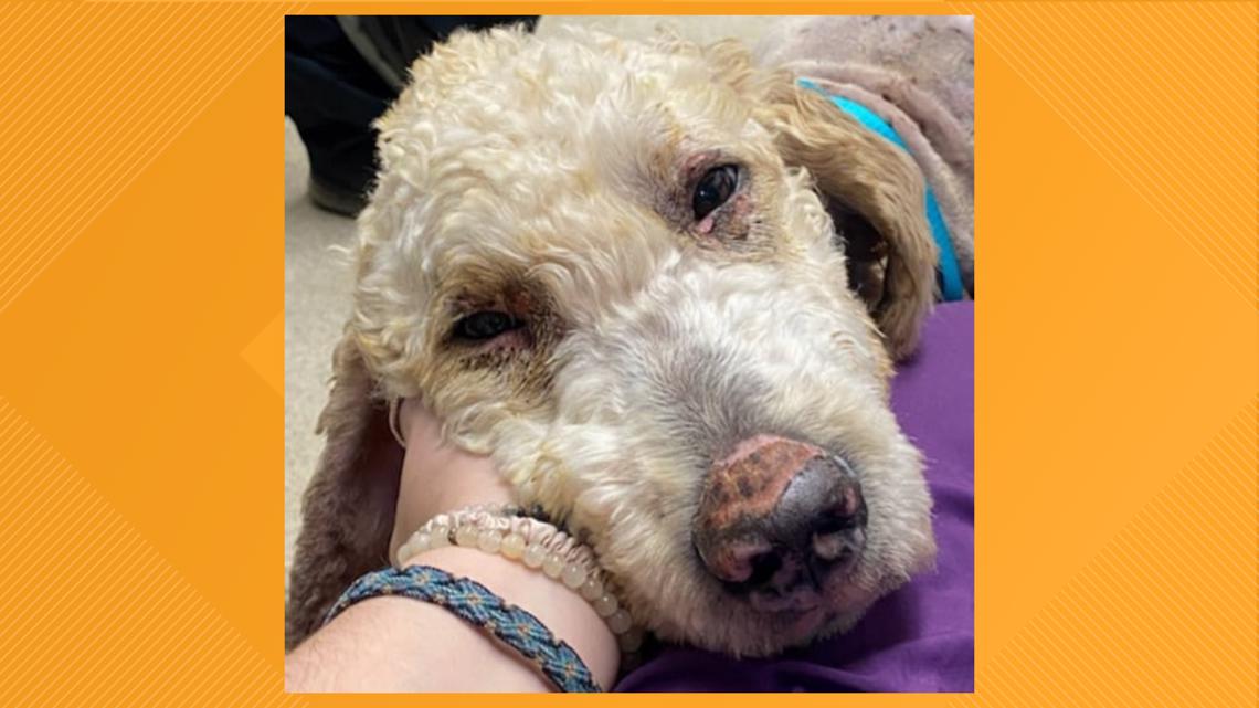 Dog set on fire expected to survive attack | 11alive.com