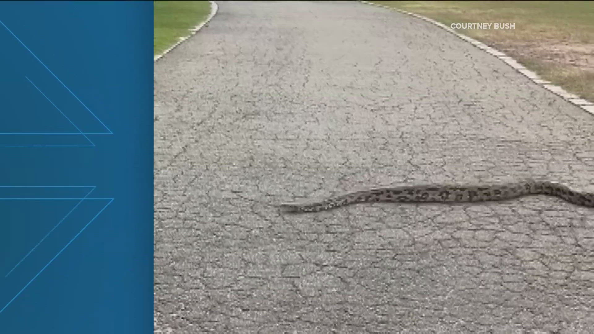 Woman spots snakes slithering around Piedmont Park | 11alive.com