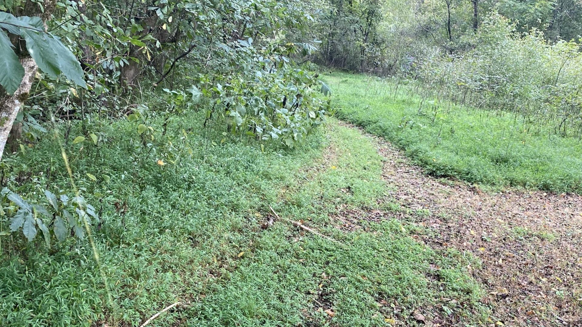 Here's what to know about Joro spiders this Halloween | 11alive.com