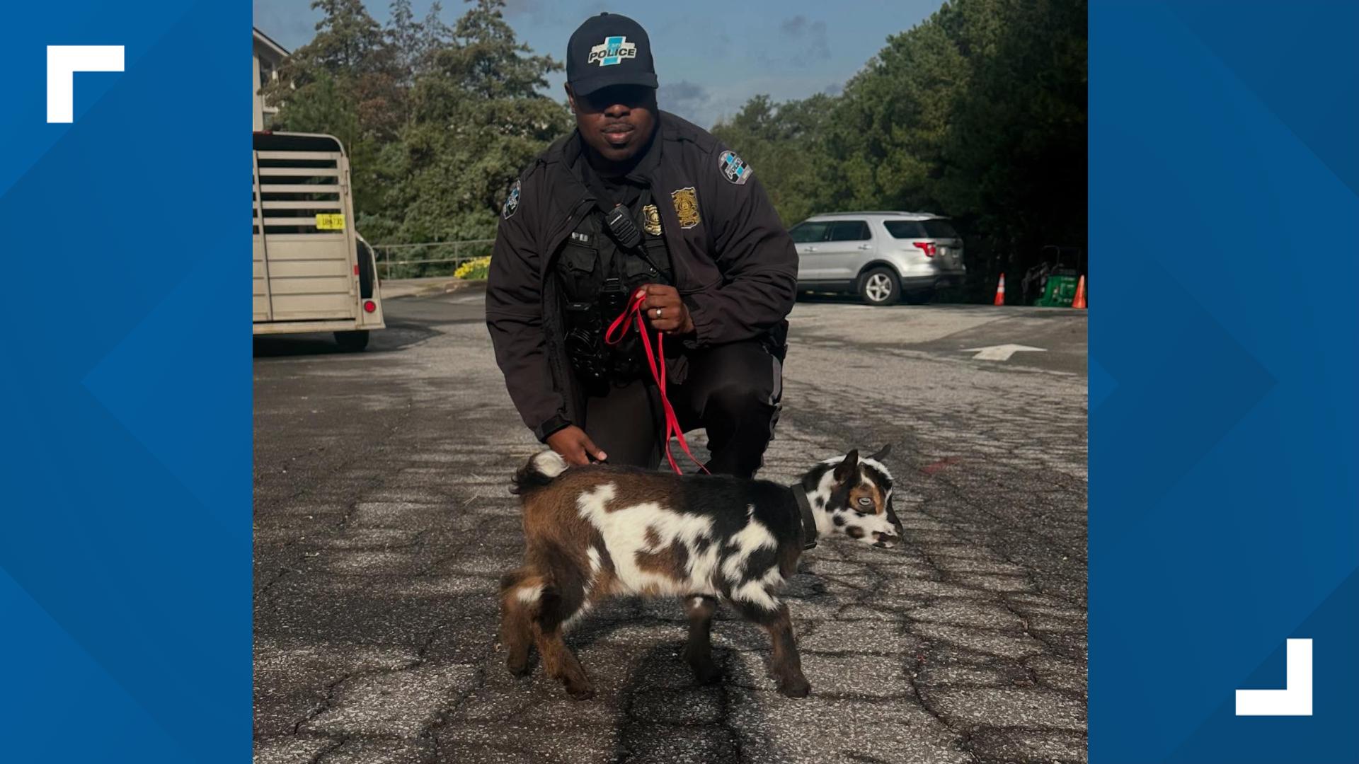 Sandy Springs Police introduce K-9 Jumper the goat | 11alive.com