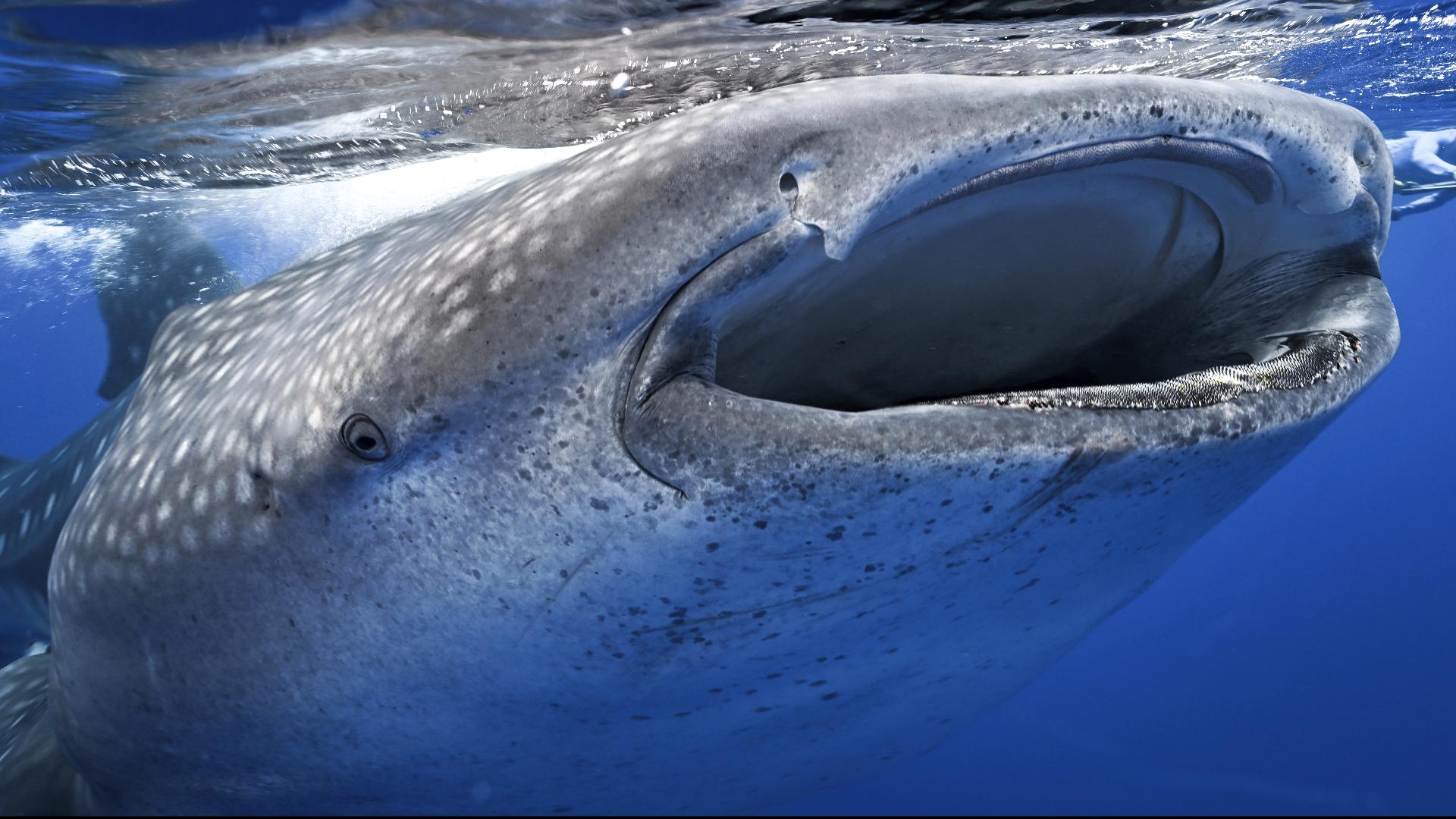 Georgia Aquarium scientist part of where do whale sharks mate research ...