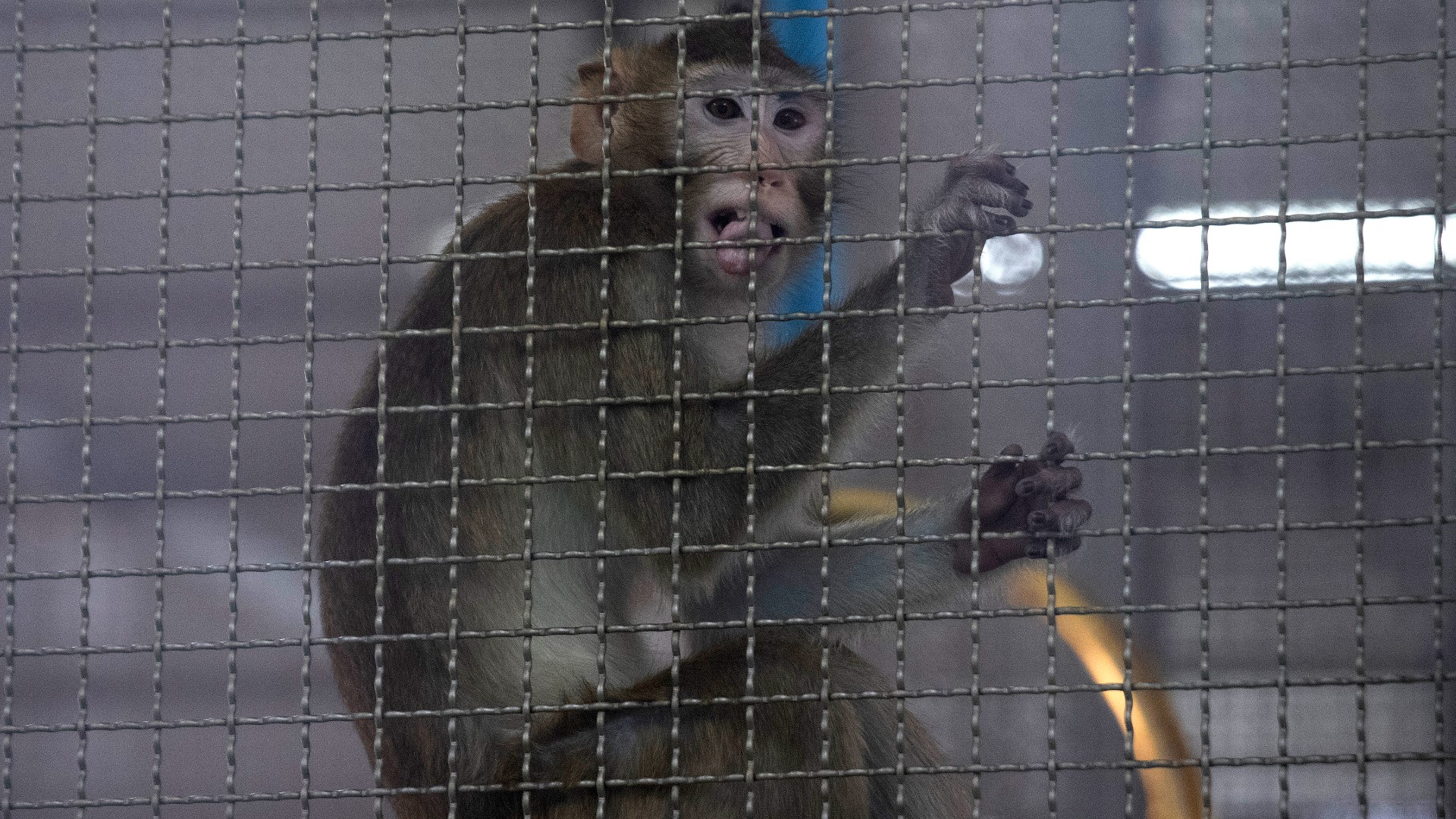 Proposed Bainbridge Georgia monkey breeding facility under fire ...