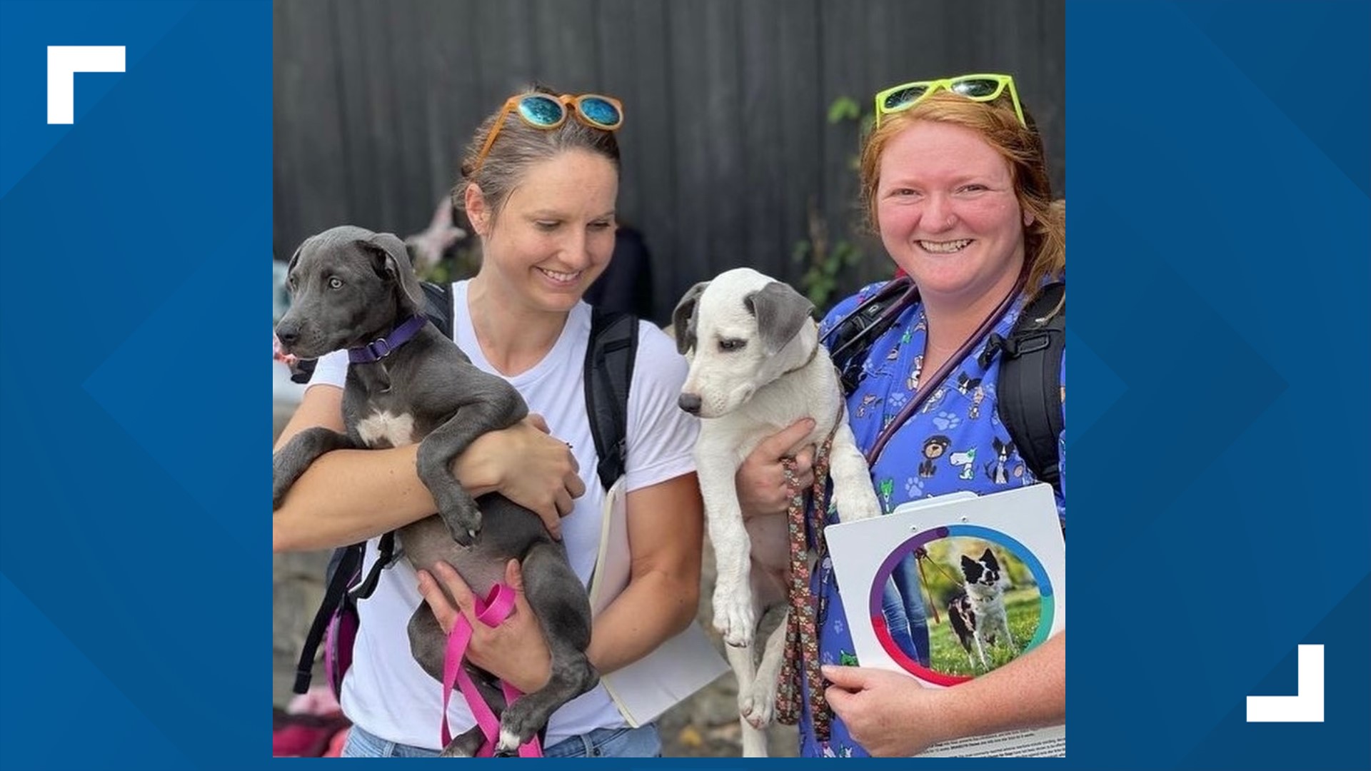 Project Street Vet Atlanta helps pets with homeless owners | 11alive.com