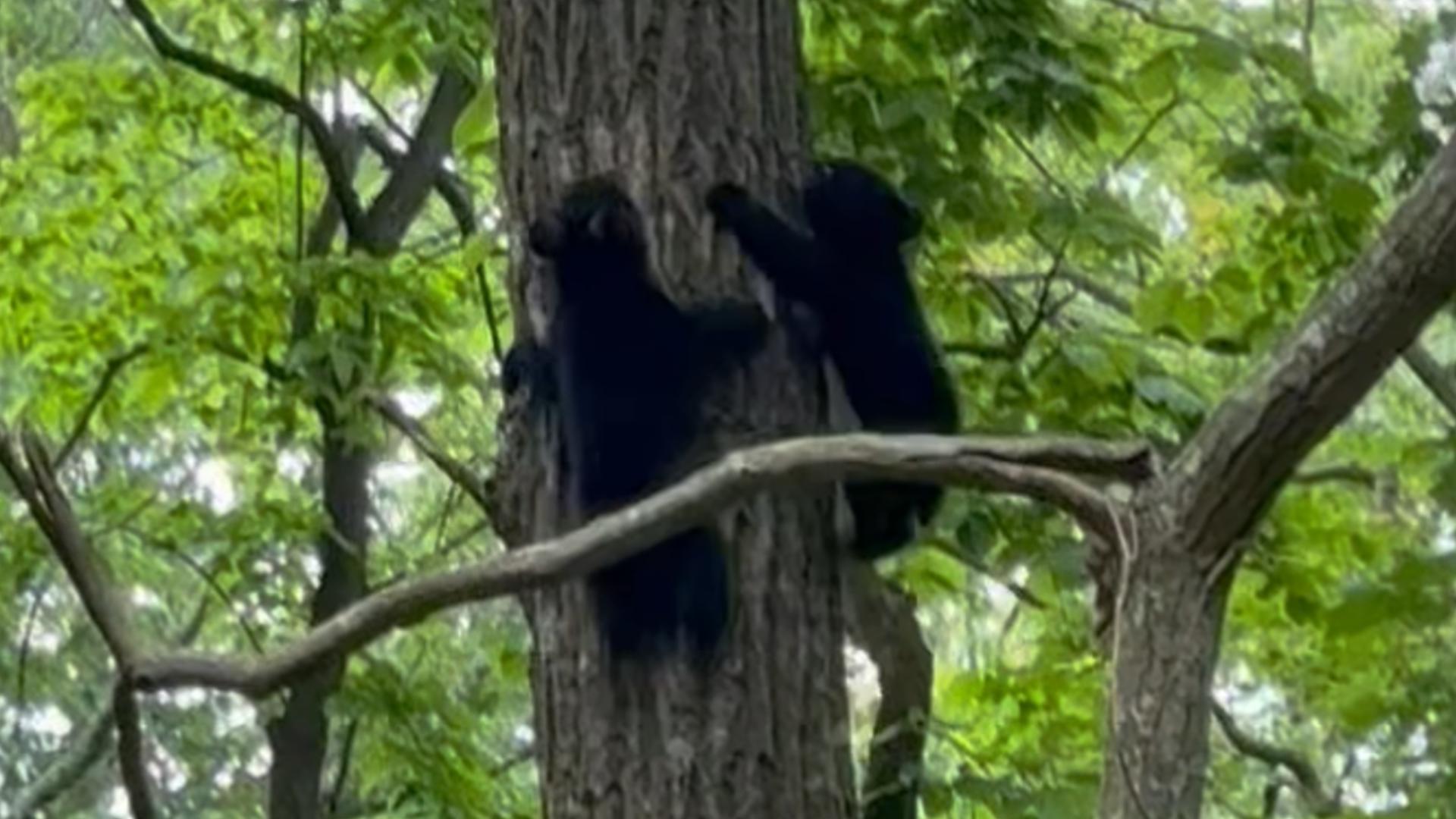 Mother bear shot Pickens County GA effort to rehabilitate cubs | 11alive.com