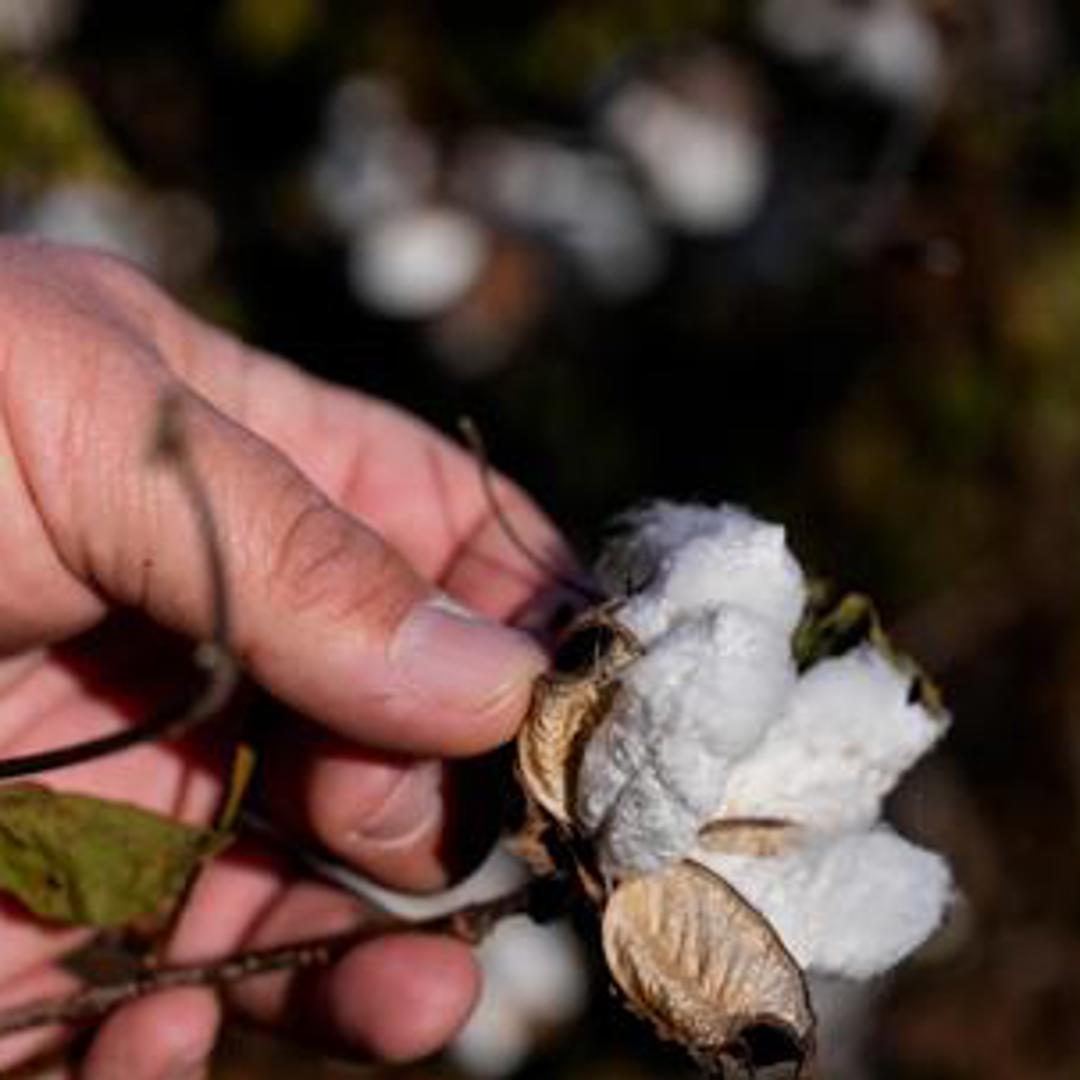 Invasive cotton-eating insect spreading rapidly in Georgia | 11alive.com