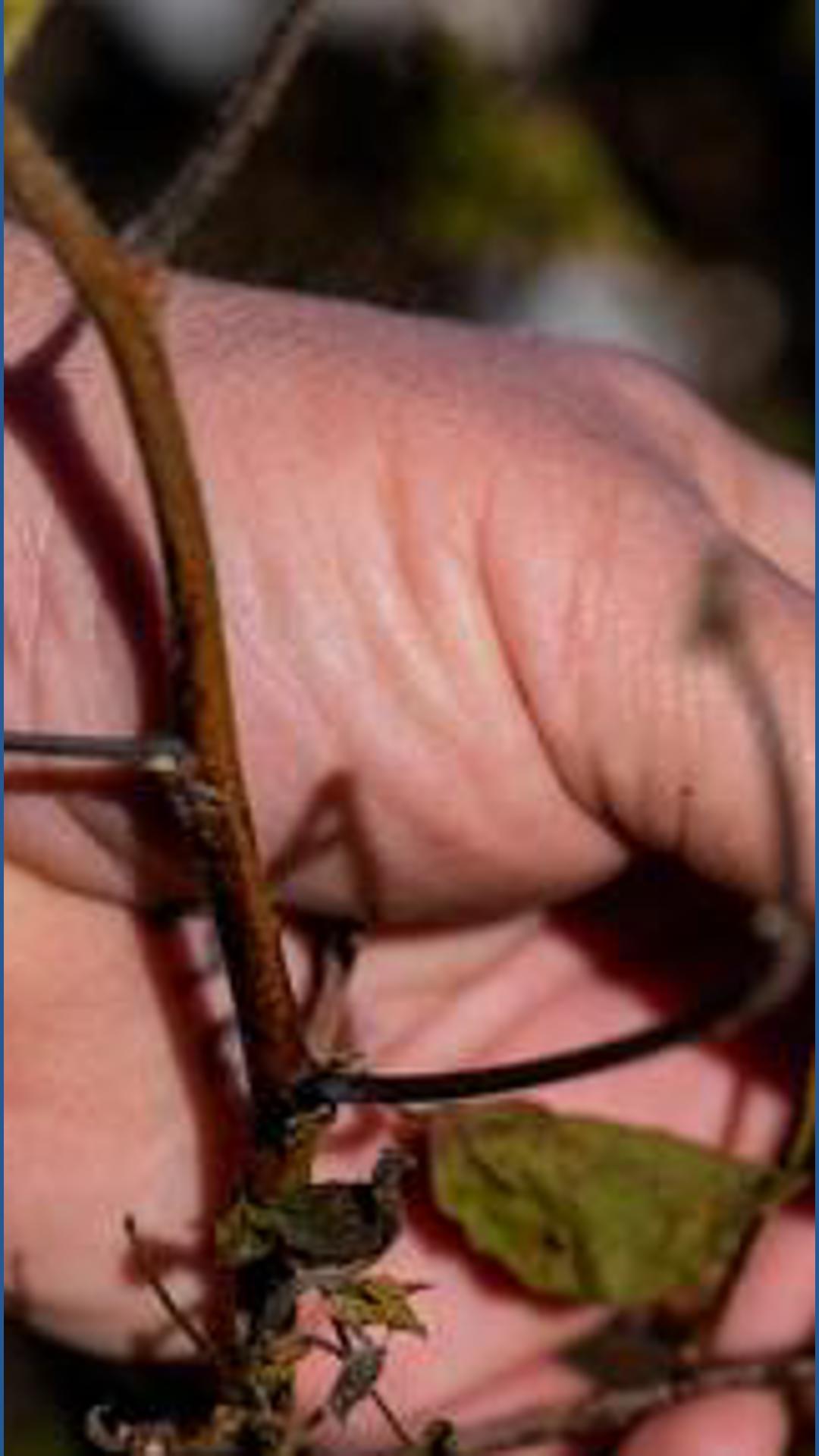 Invasive cotton-eating insect spreading rapidly in Georgia | 11alive.com
