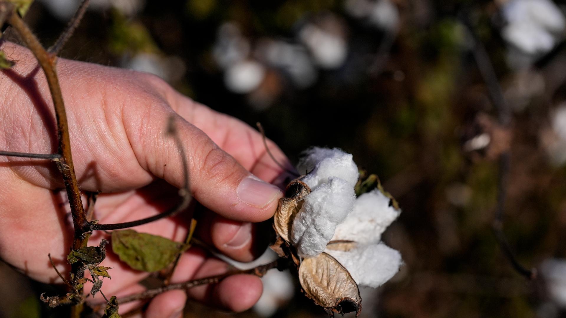 Invasive cotton-eating insect spreading rapidly in Georgia | 11alive.com