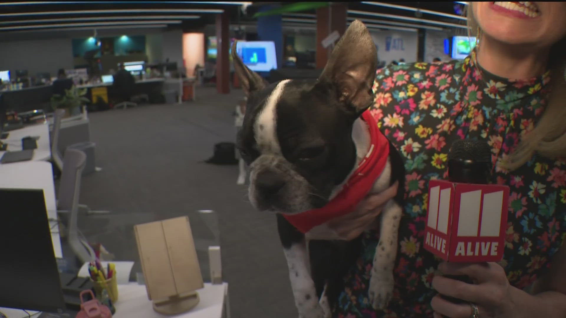 Beloved dog who has walked for peace alongside Monks is healing now ...