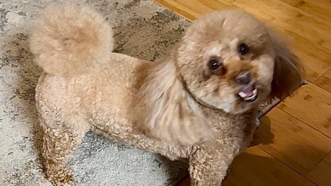 ‘We are all he knows’: Man's beloved dog stolen during car break-in at ...