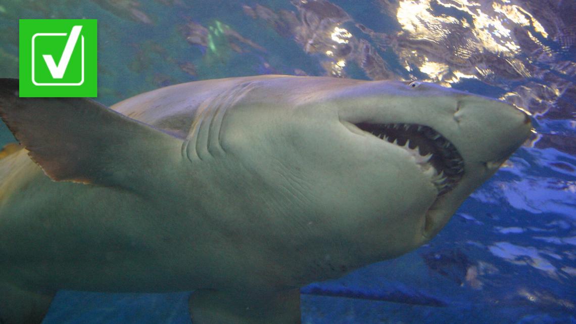 Yes, fatal sharks bites are rate | 11alive.com