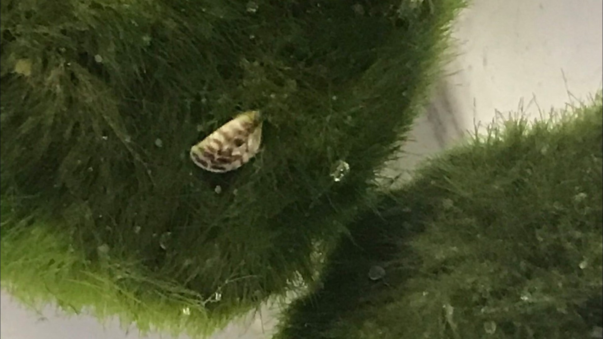 Invasive zebra mussels found in moss ball plants at pet stores ...