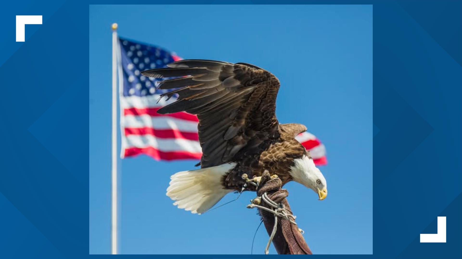 Freedom the eagle, mascot of Georgia Southern, dies | 11alive.com