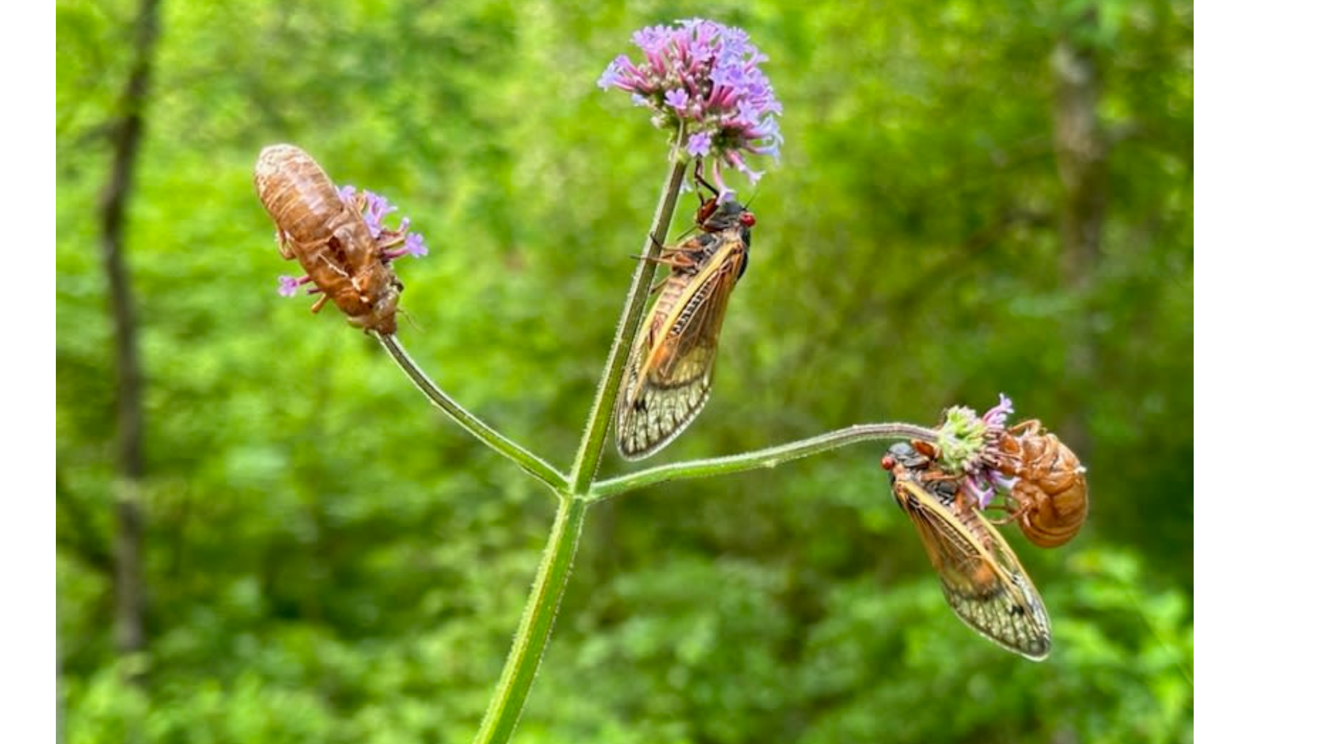 Cicadas in Georgia 2024 | First sightings reported | 11alive.com
