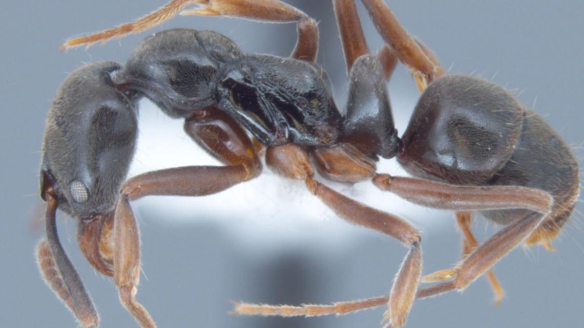 Asian needle ant in Georgia | 11alive.com