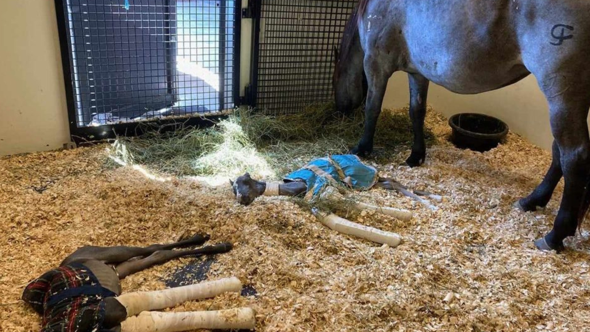 Photos: Horse gives rare birth to twins at UGA vet hospital | 11alive.com