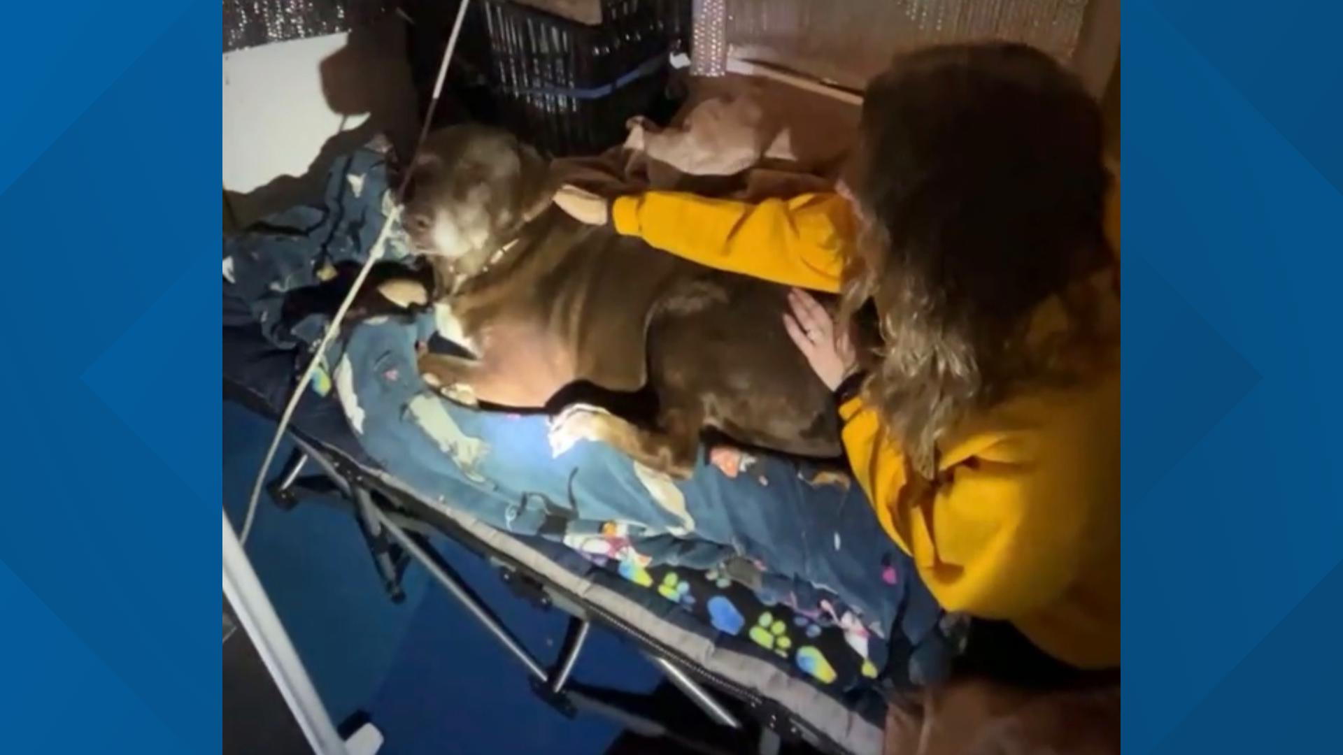 Paulding County dog fighting case | Man sentenced to 475 years ...