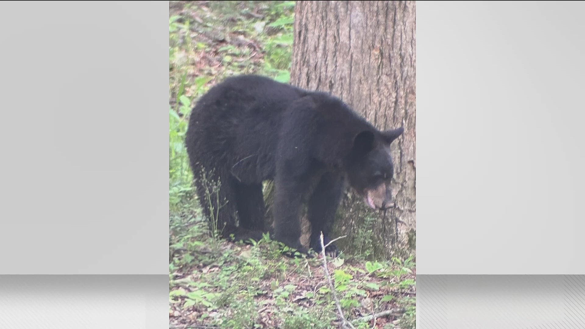 Bear sightings in Forsyth County | 11alive.com