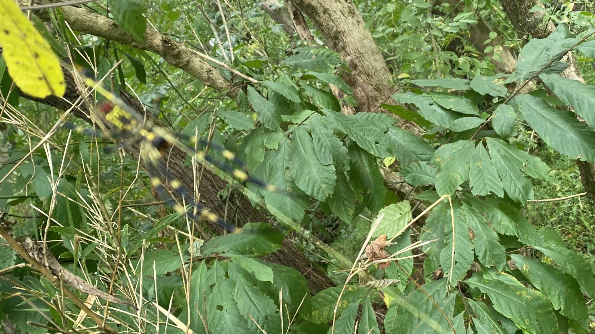 Here's what to know about Joro spiders this Halloween | 11alive.com