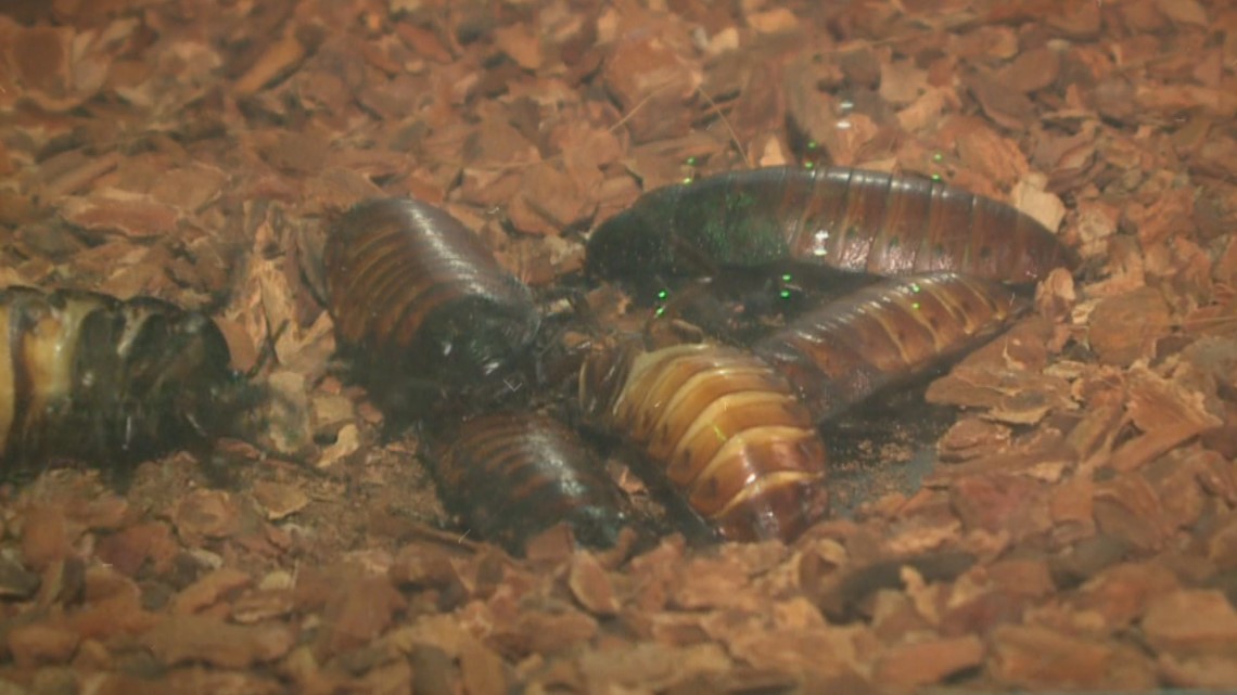 The Science of Fear: Animals | 11alive.com