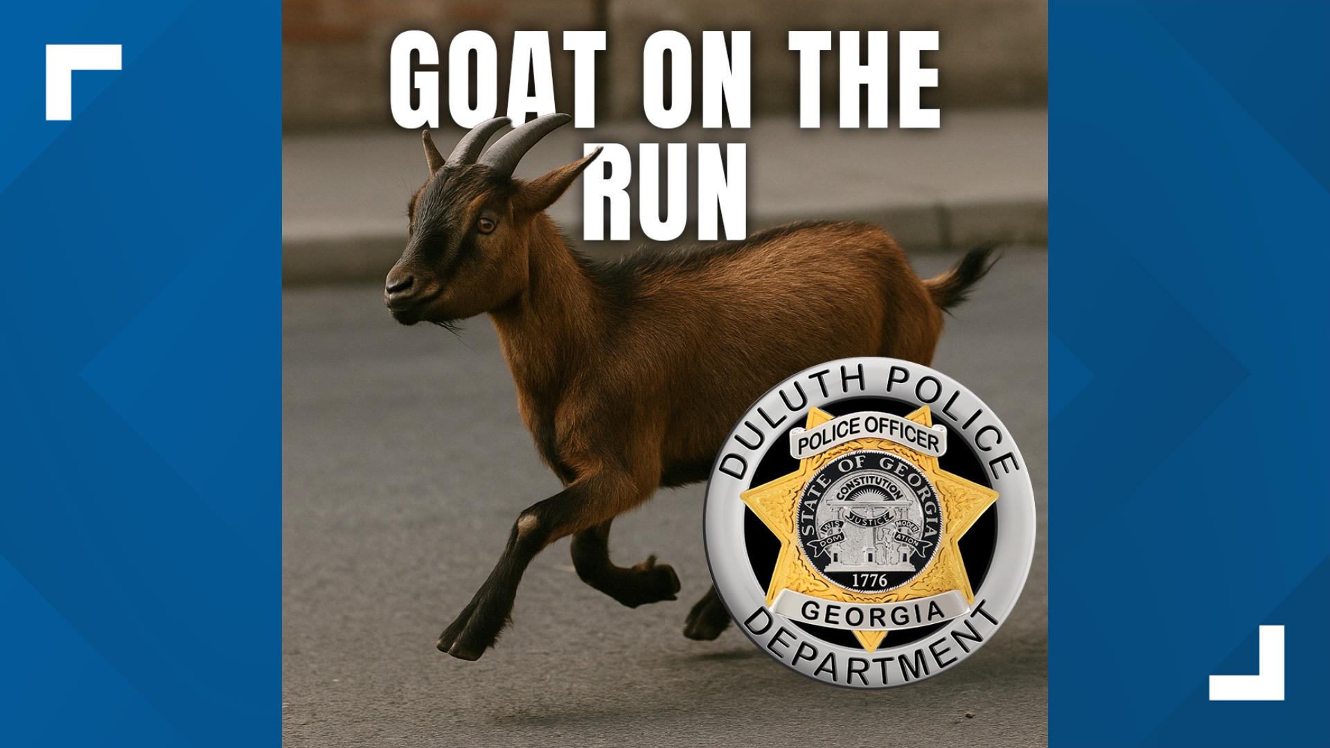Goat escapes Duluth police, vanishes after trotting down major road ...