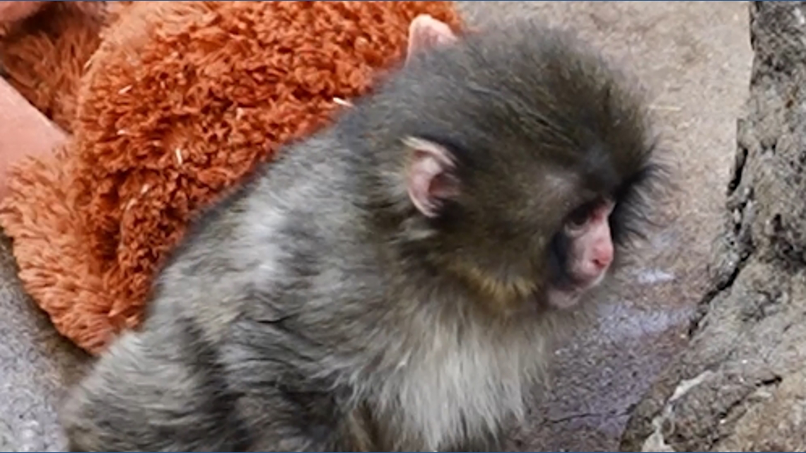 Baby Monkey Finds Comfort in Plush Pal | 11alive.com