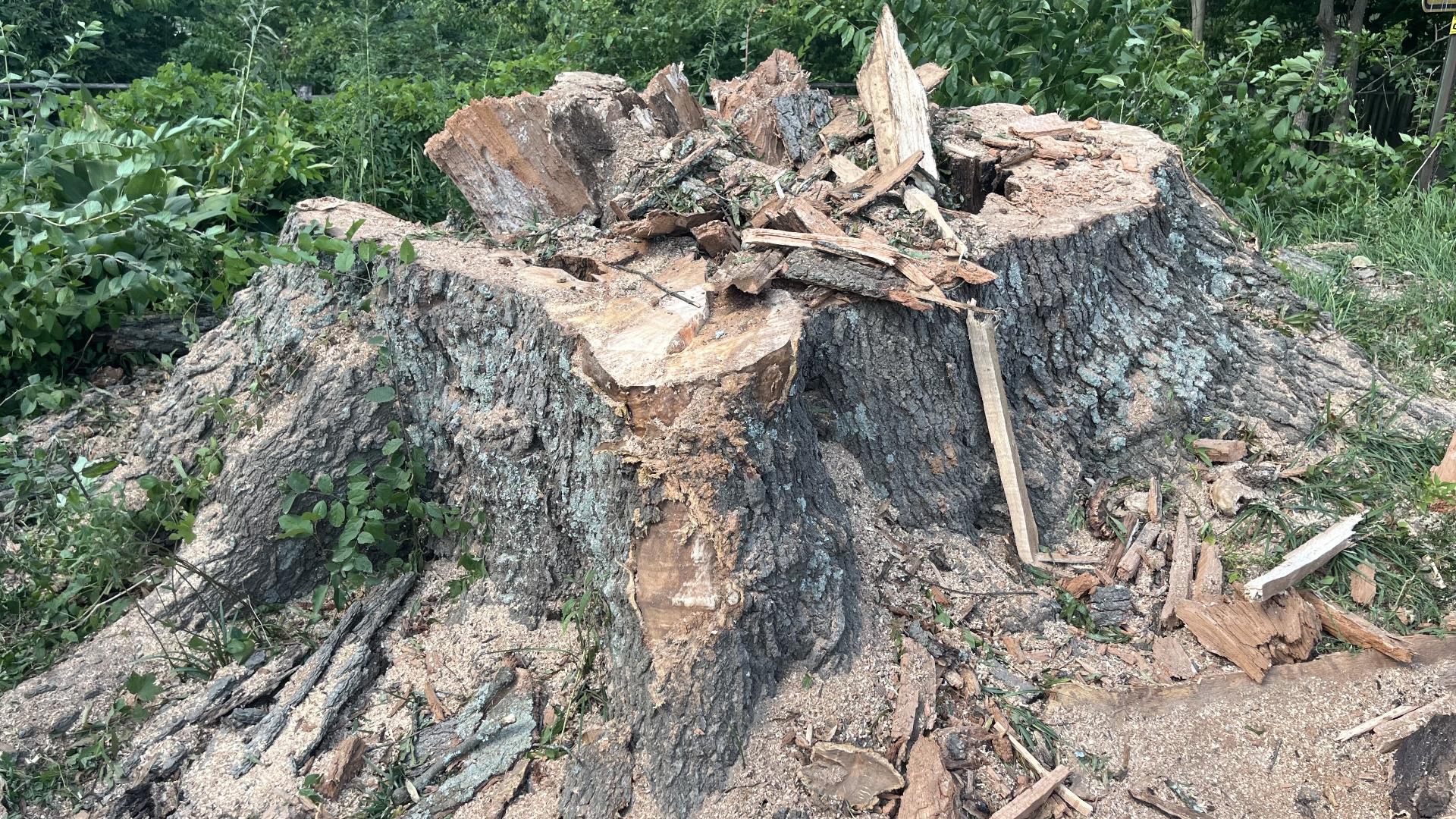 Massive tree snaps, falls feet from man in Piedmont Park | 11alive.com