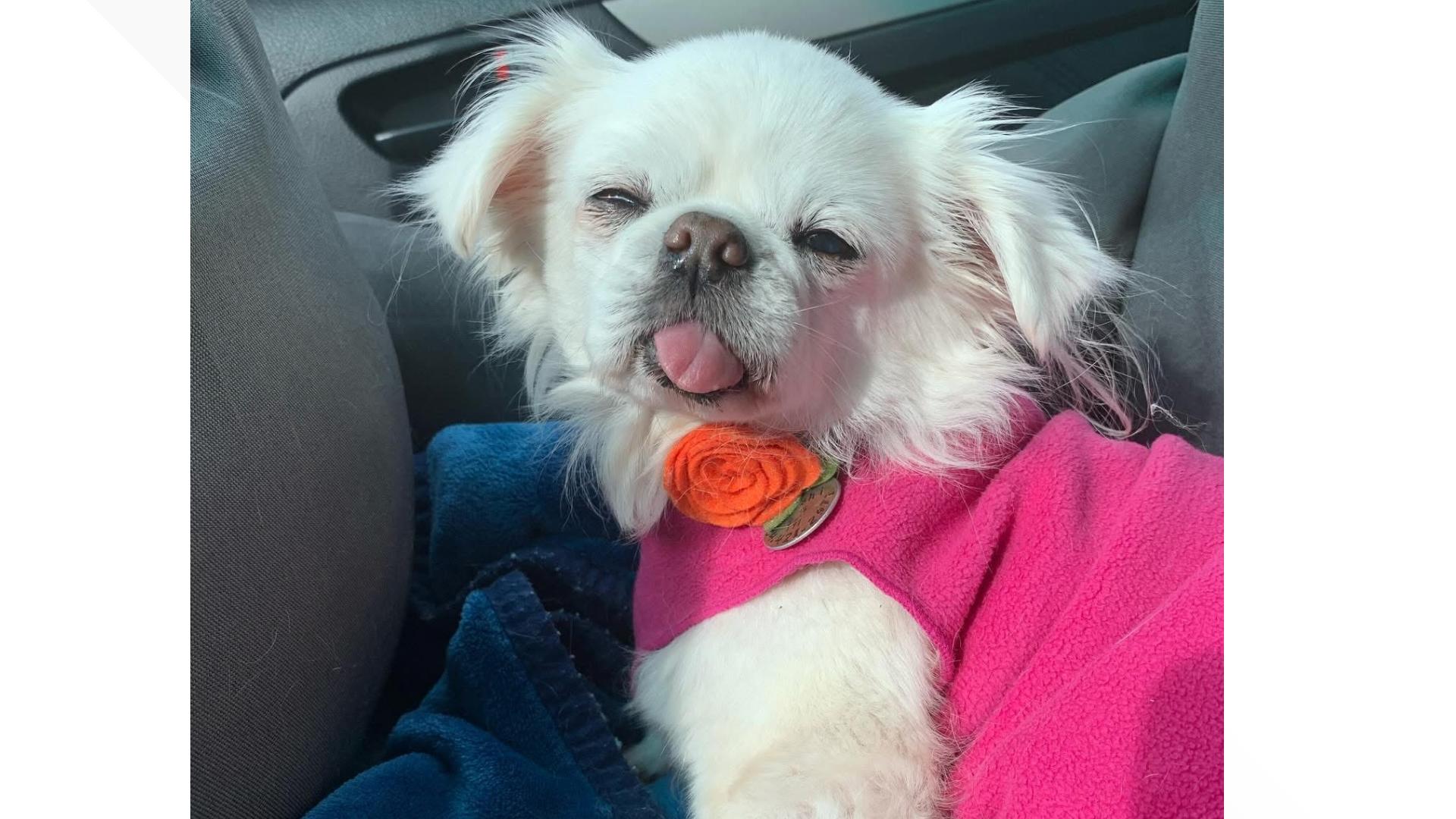 Pet investigation reaction to arthritis medication Librela | FDA ...