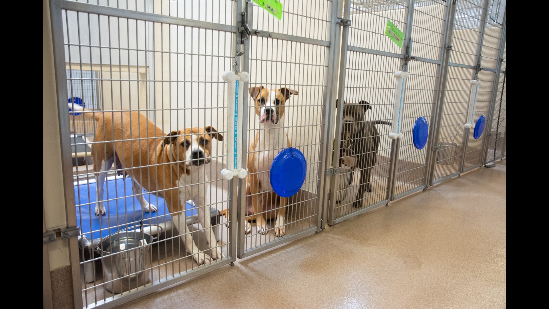 Free adoption event as Atlanta shelters reach full capacity | 11alive.com