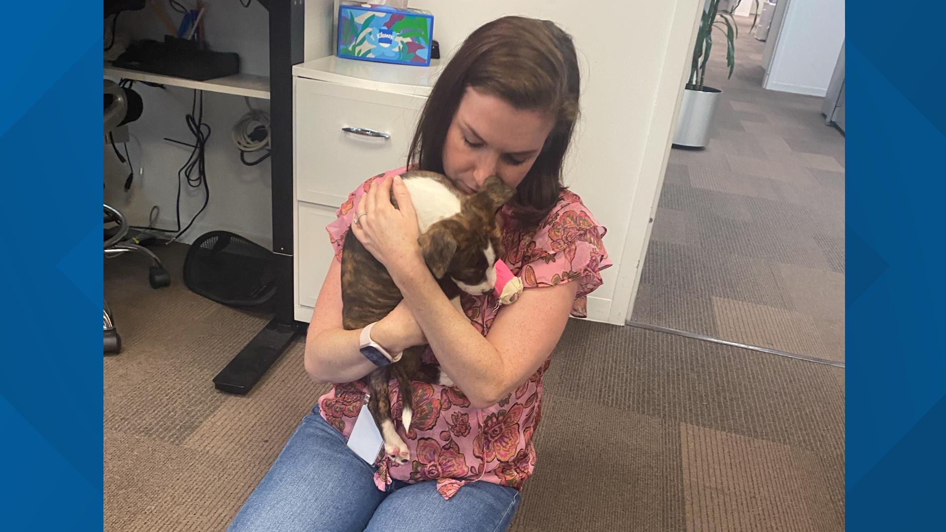 Justice for Junie | Dog found abused in Union City dumpster | 11alive.com