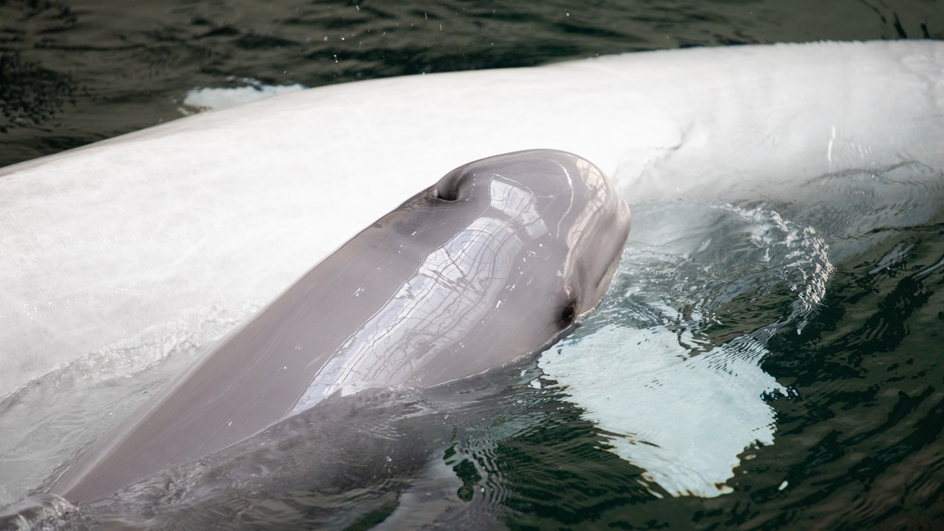 Baby beluga whale calf born at Georgia Aquarium | 11alive.com