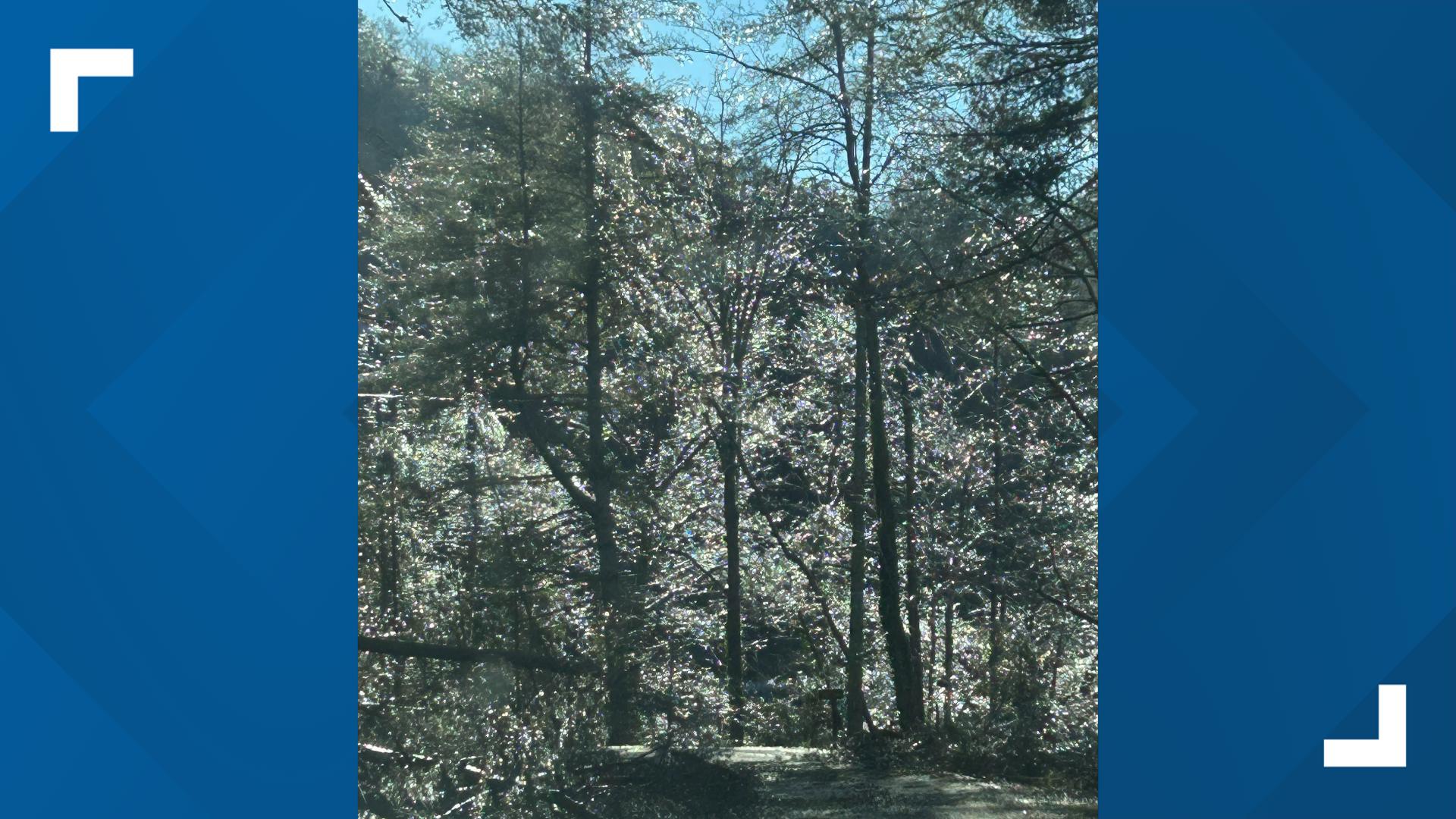 Crews clear trees behind winter storm | Live weather updates | 11alive.com