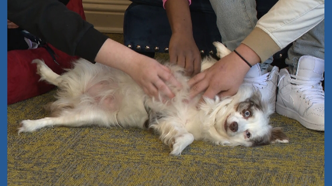 A dog named Robin helps Georgia kids heal from trauma | 11alive.com