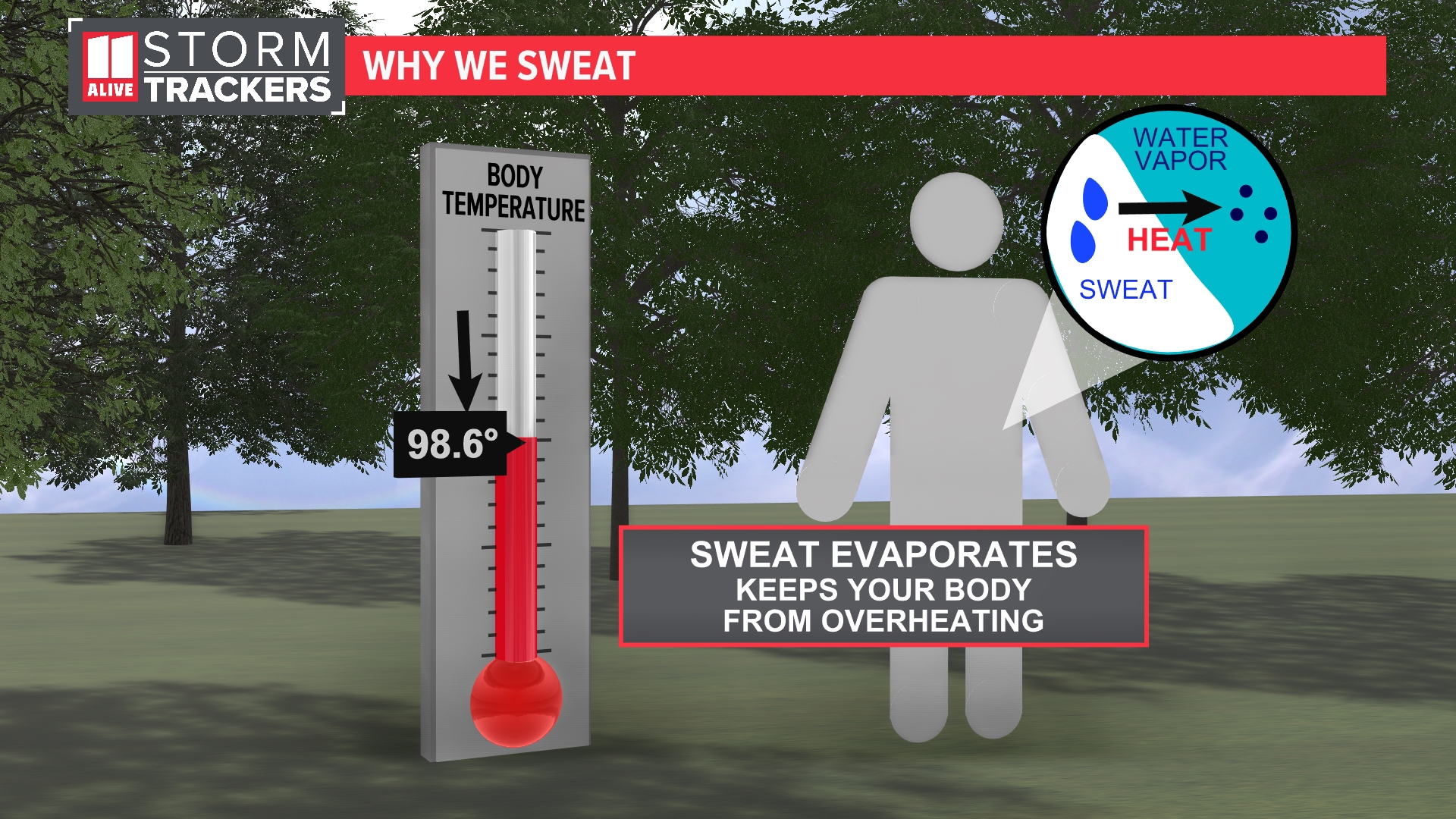 How sweat helps regulate your body temperature | 11alive.com