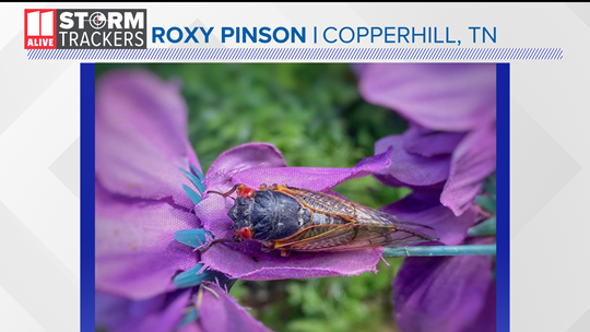 Cicadas emerge in North Georgia | 11alive.com