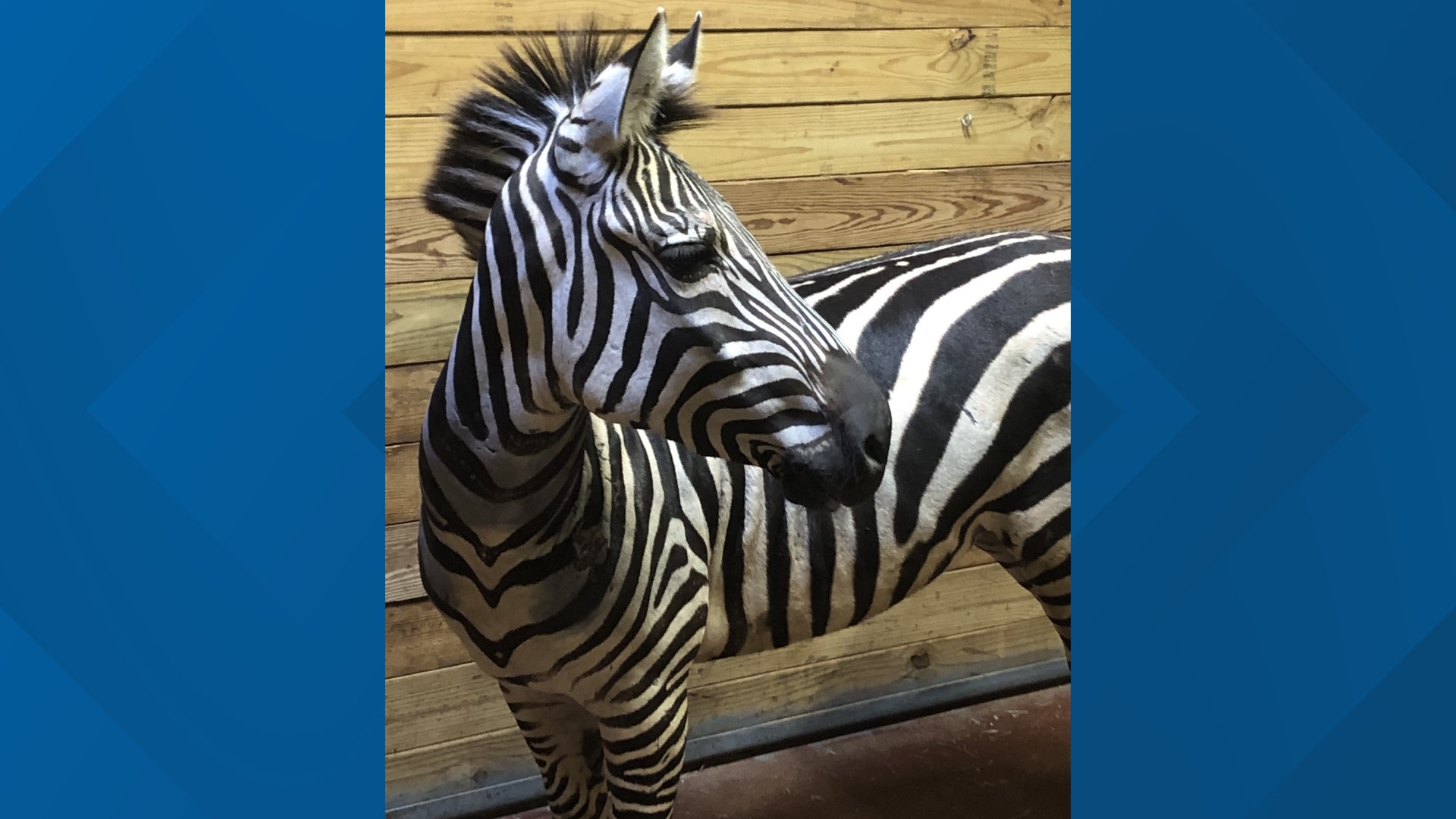 New zebra at Zoo Atlanta | Meet Imara | 11alive.com